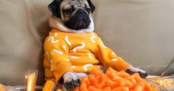 Can Dogs Eat Cheese Puffs? | PUPPYFAQS