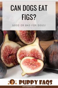 Can Dogs Eat Figs? | PUPPYFAQS