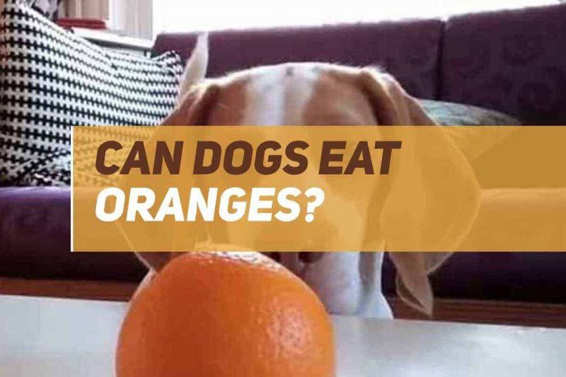 Can Dogs Eat Oranges? | PUPPYFAQS