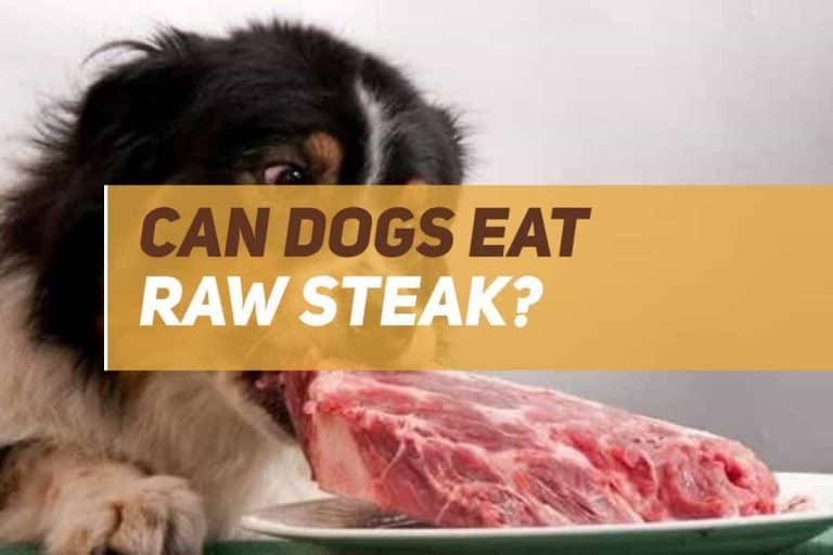 Can Dogs Eat Raw Steak? | PUPPYFAQS