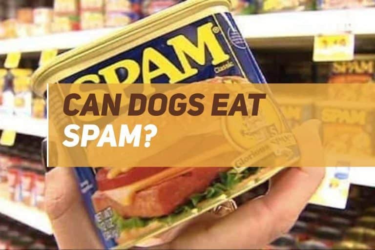 Can Dogs Eat Spam? | PUPPYFAQS