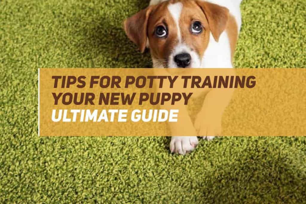 Tips For Potty Training Your New Puppy [Ultimate Guide] | PUPPYFAQS