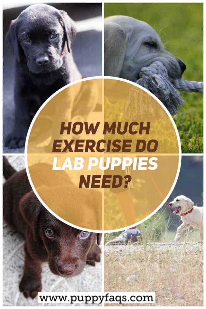 How Much Exercise Does A Lab Puppy Need PUPPYFAQS How Much Exercise Does A Lab Puppy Need PUPPYFAQS