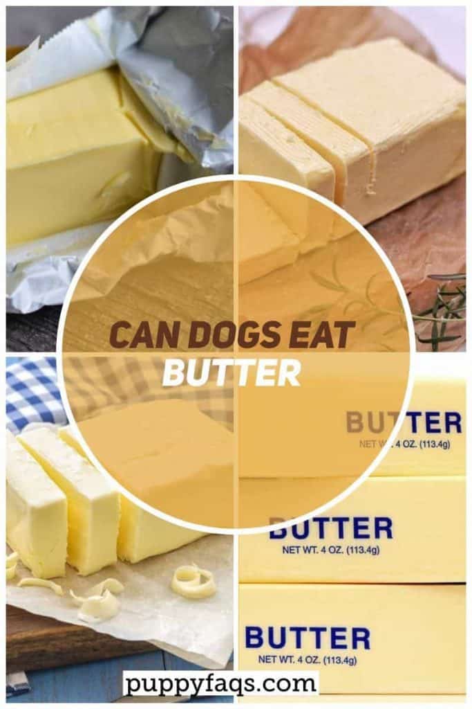 Can Dogs Eat Butter? | PUPPYFAQS